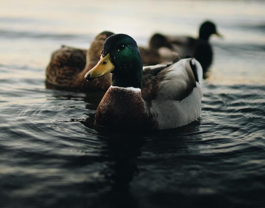 5 things you can do for a soggy garden...